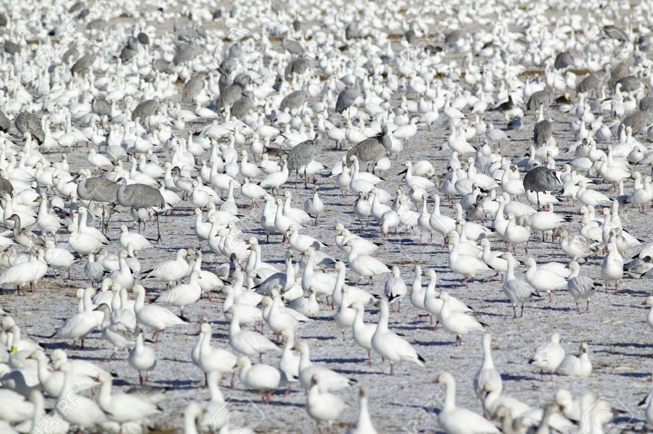 snow geese